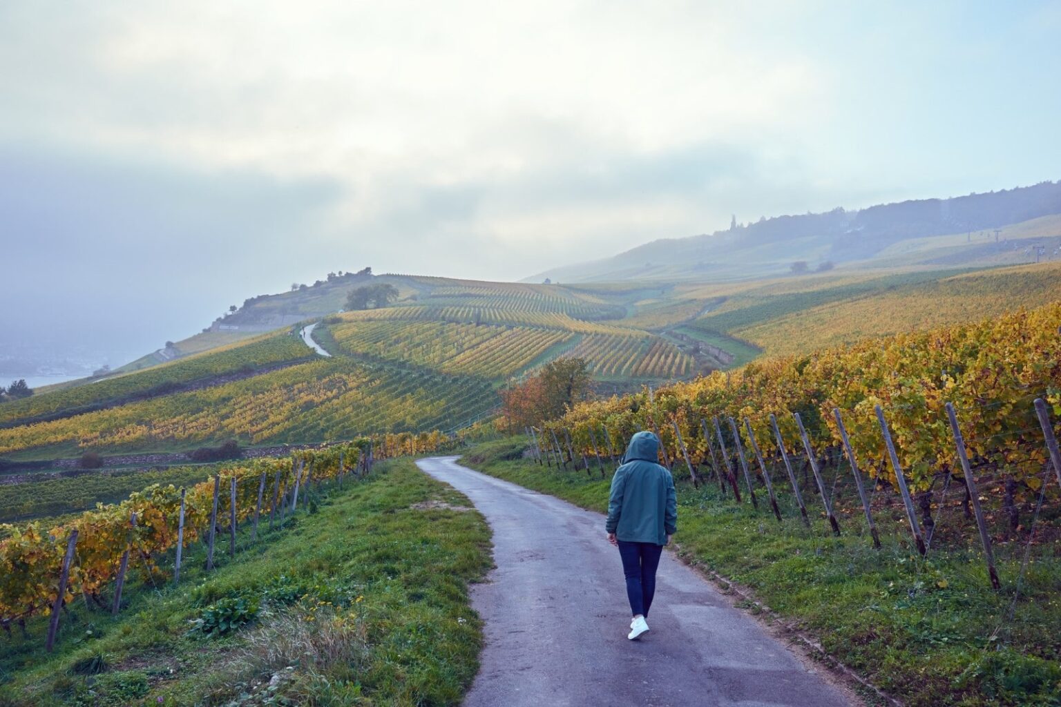Soave: Cosa Vedere nelle Terre del Vino e degli Scaligeri