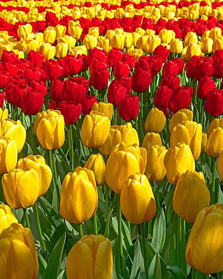 Visitare Keukenhof, il Parco di Tulipani più Famoso al Mondo