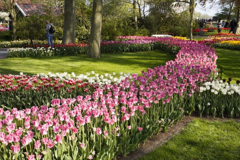 Visitare Keukenhof, il Parco di Tulipani più Famoso al Mondo